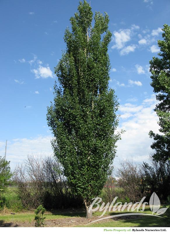 Trees | M.K. construction & Landscaping